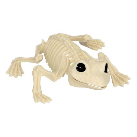 Dyreskjelett Frosk Rekvisitt | Partyking